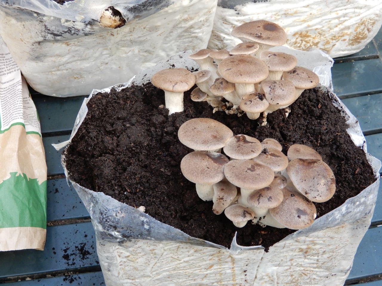 Funghi freschi coltivati in casa! Hai mai provato? - COLTIVARE L'ORTO