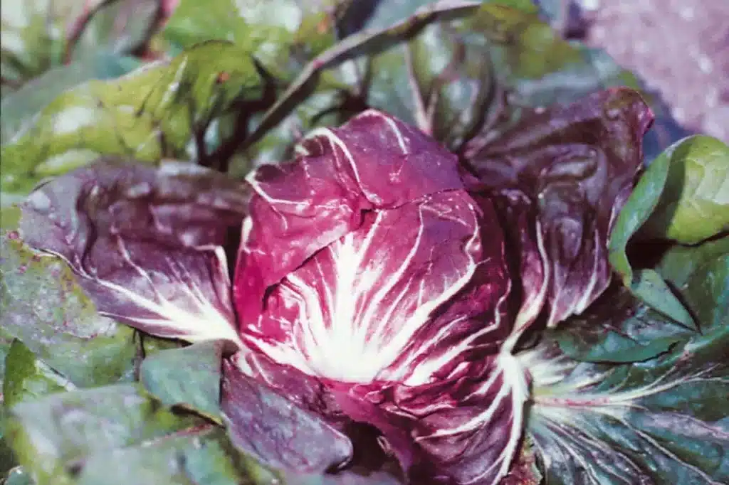 Come coltivare il Radicchio. 5 consigli utili! - COLTIVARE L'ORTO