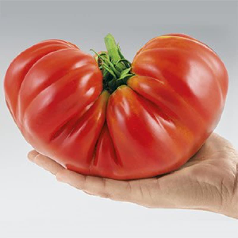 Pomodori: 9 varietà per il tuo orto - COLTIVARE L'ORTO