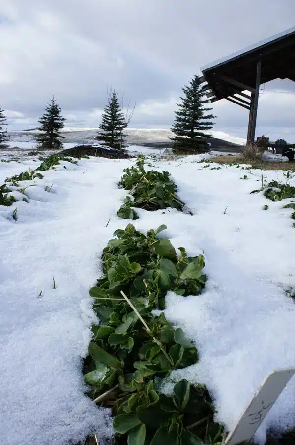 Come coltivare le fave nell'orto: tutto quello che c'è da sapere ...