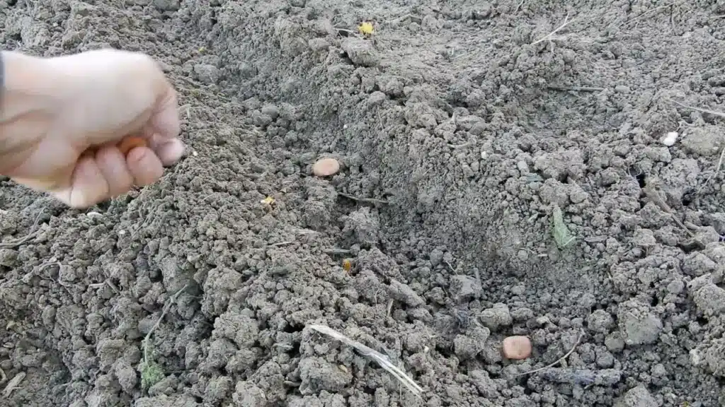 Come coltivare le fave nell'orto: tutto quello che c'è da sapere ...
