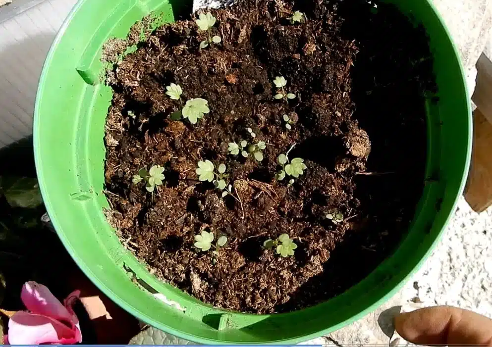 Come coltivare le fragole. 5 consigli per grandi risultati! - COLTIVARE ...