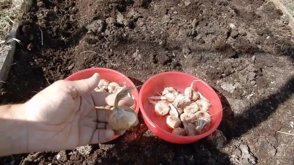 Coltivare lo Zafferano. La guida completa per principianti! - COLTIVARE ...