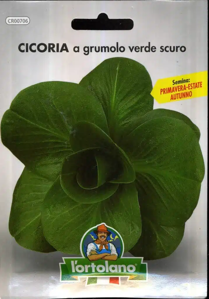 Come coltivare la Cicoria nell'orto! 3 consigli! - COLTIVARE L'ORTO